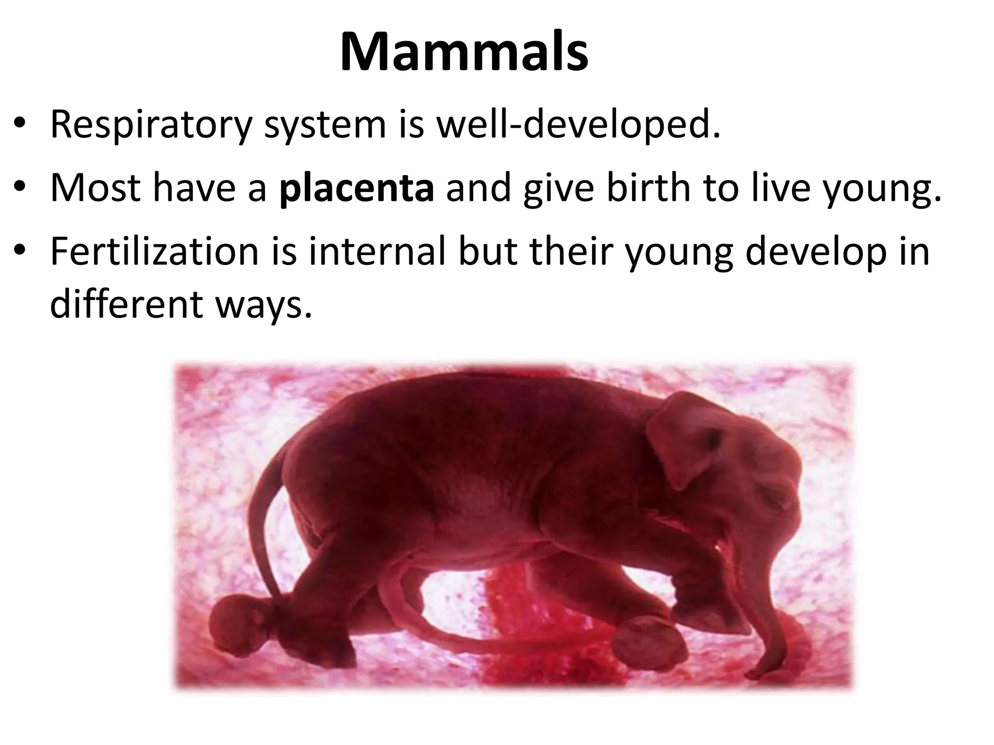 All about Mammals | PPTX