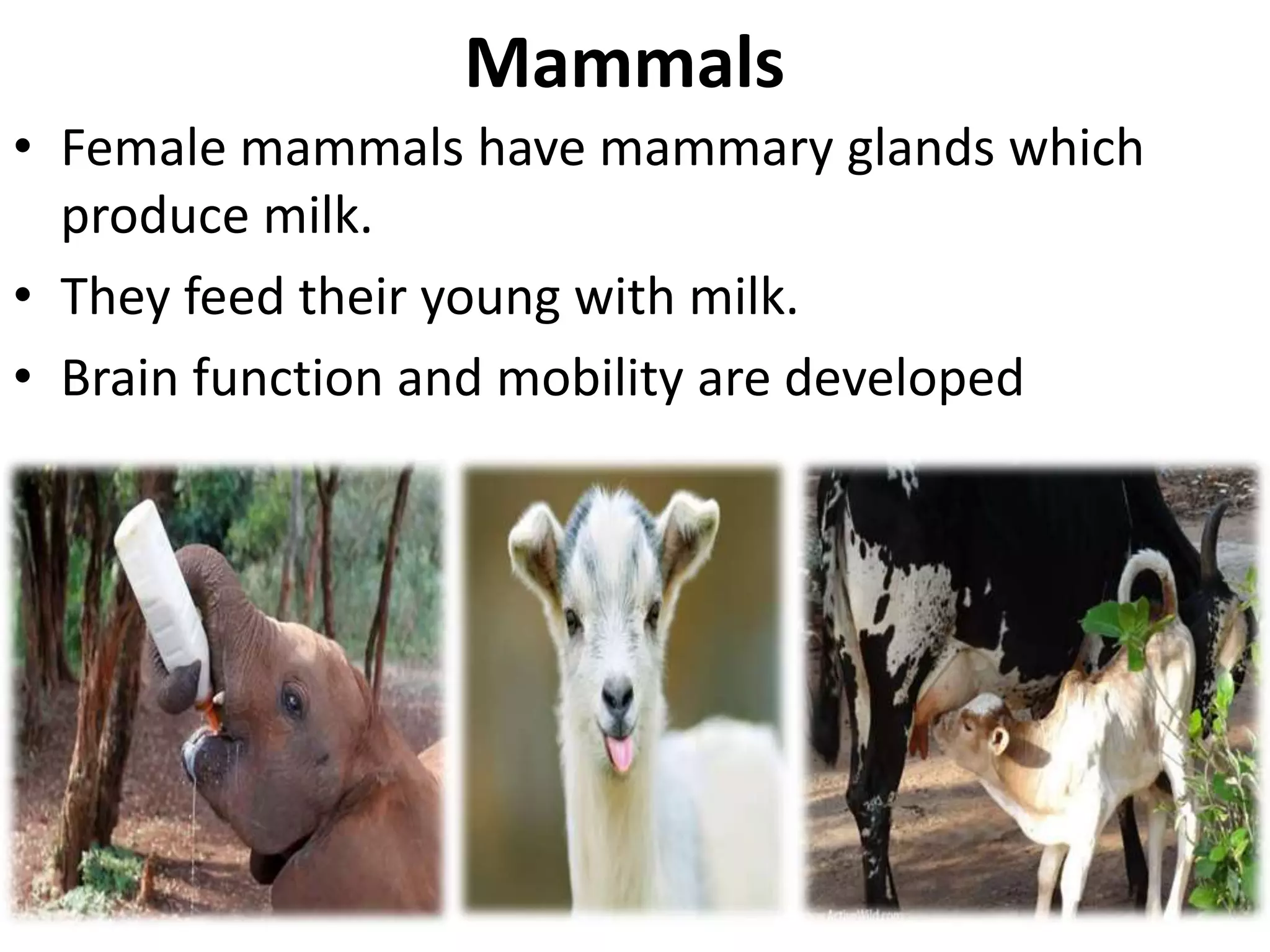 All about Mammals | PPTX