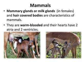All about Mammals | PPTX