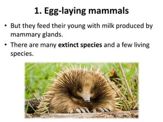 All about Mammals | PPTX