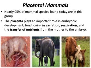 Placental Mammals Examples
