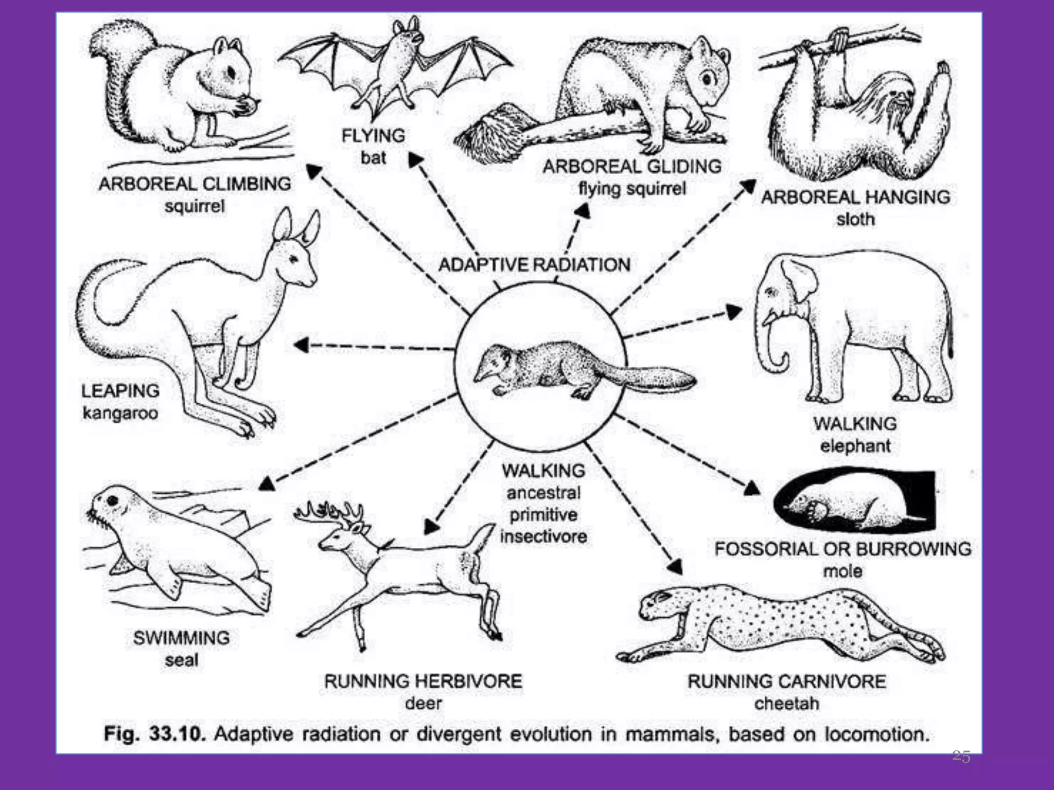 Origin and Evolution of Mammals | PPTX