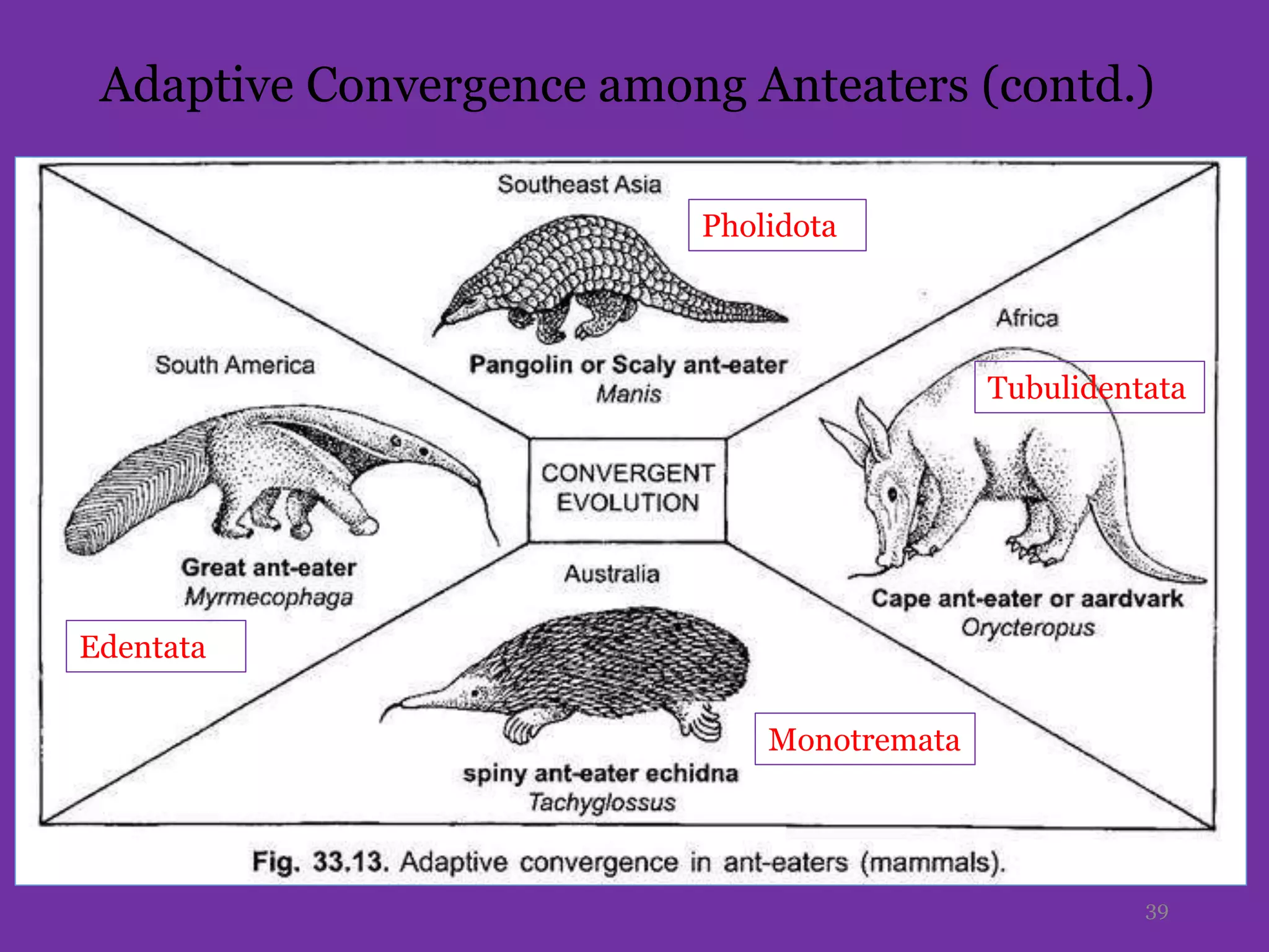 Origin and Evolution of Mammals | PPTX