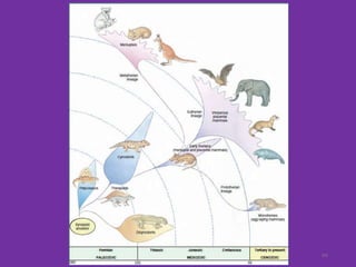 Origin and Evolution of Mammals | PPTX