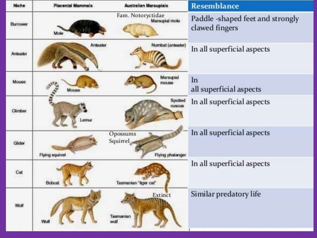 Origin and Evolution of Mammals | PPTX