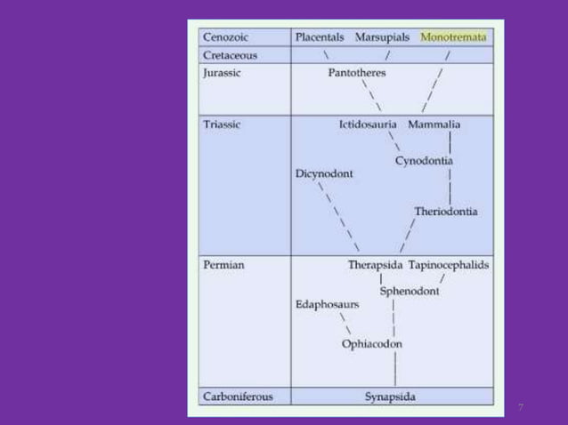 Origin and Evolution of Mammals | PPTX