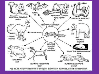 Divergent Evolution Mammals