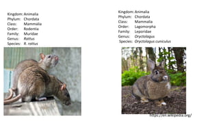 Class: General Characters, Mammals classification , Adaptation. | PPTX