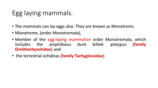 Class: General Characters, Mammals classification , Adaptation. | PPTX