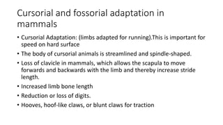 Class: General Characters, Mammals classification , Adaptation. | PPTX
