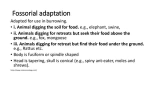Class: General Characters, Mammals classification , Adaptation. | PPTX