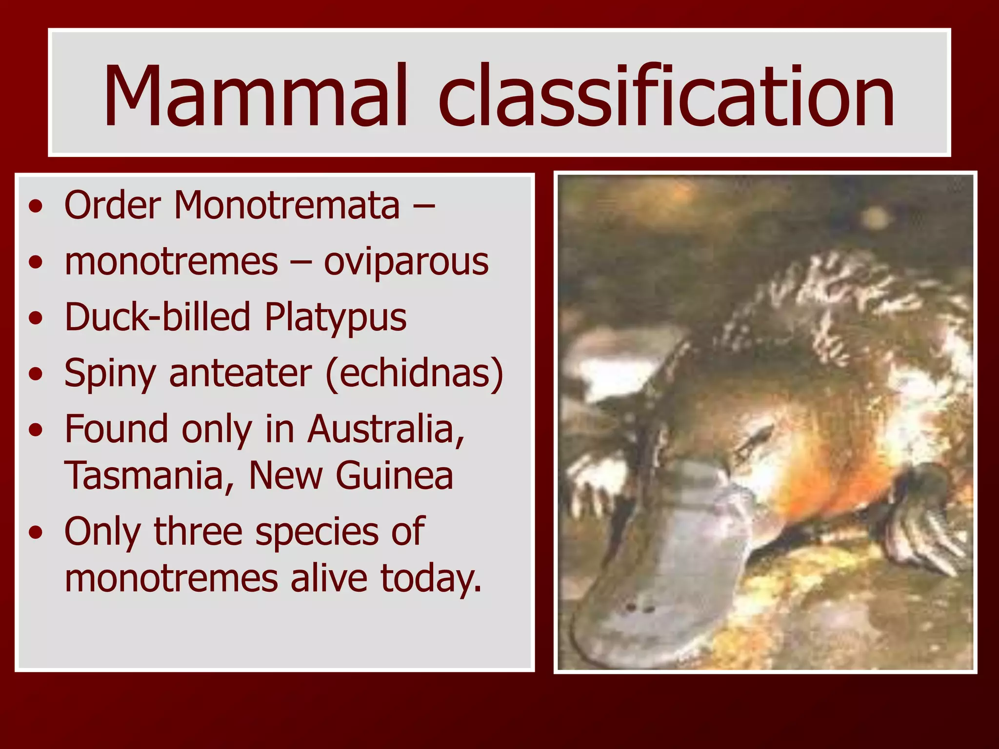 Introduction to Mammals | PPT