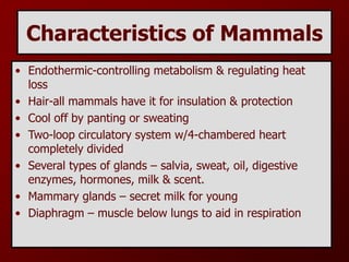 Introduction to Mammals | PPT