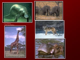 Introduction to Mammals | PPT