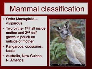 Introduction to Mammals | PPT
