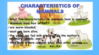 elementarydepartmentscience123MAMMALS.pptx | Free Download