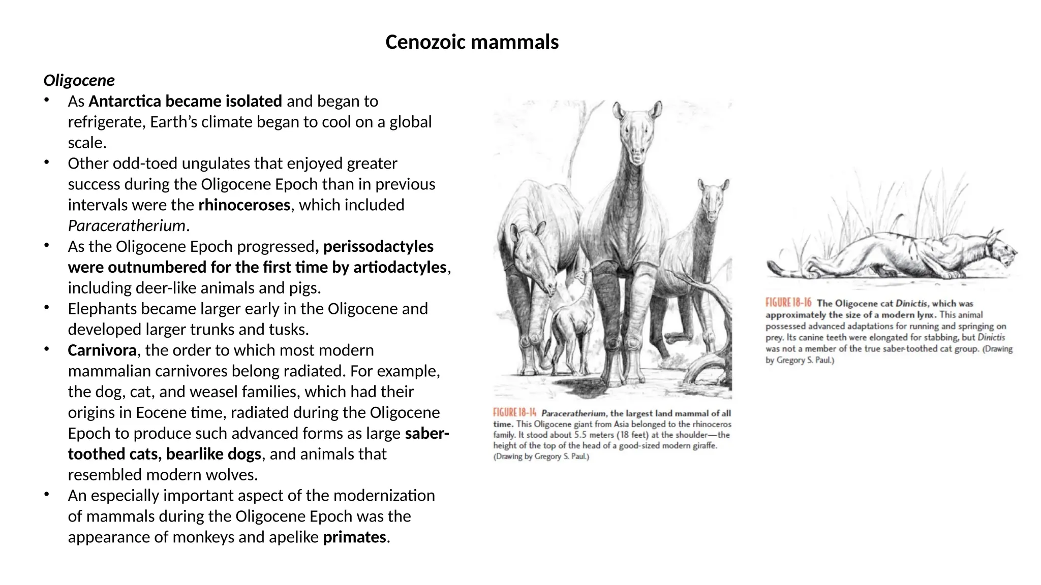 A study of mammals, college level paleontology | PPTX