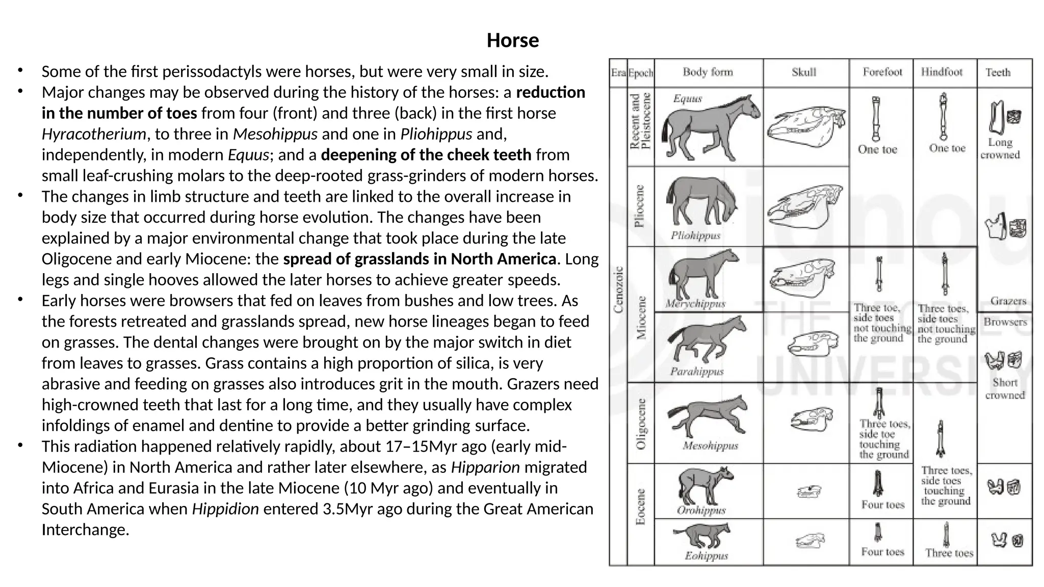 A study of mammals, college level paleontology | PPTX