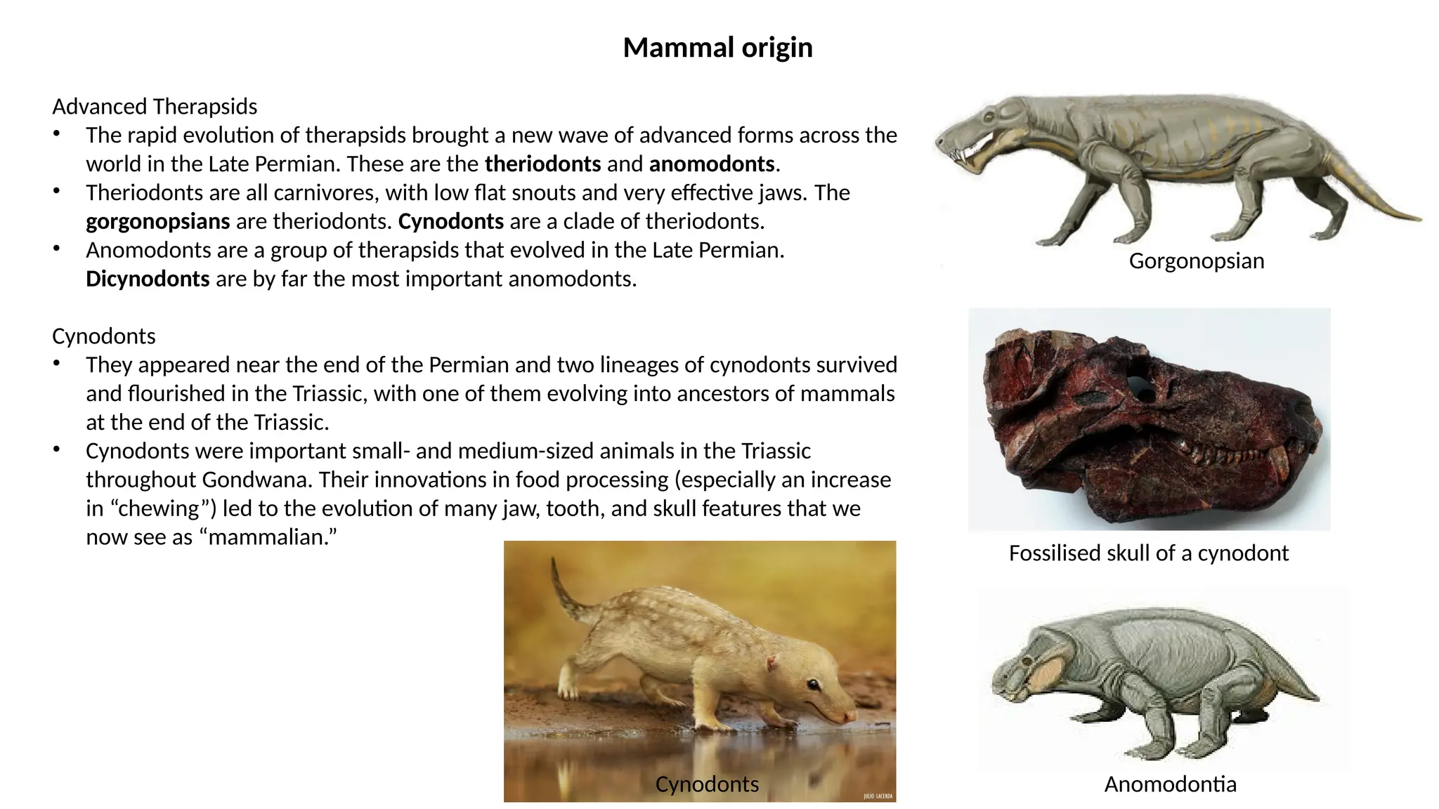 A study of mammals, college level paleontology | PPTX