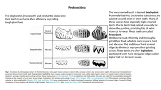 A study of mammals, college level paleontology | PPTX