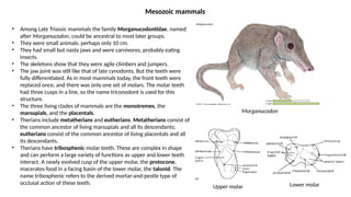 A study of mammals, college level paleontology | PPTX