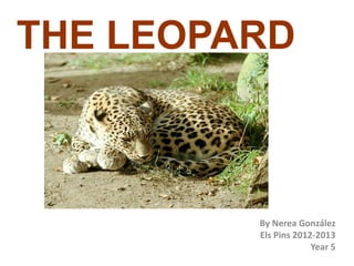 Mammals leopard | PPT