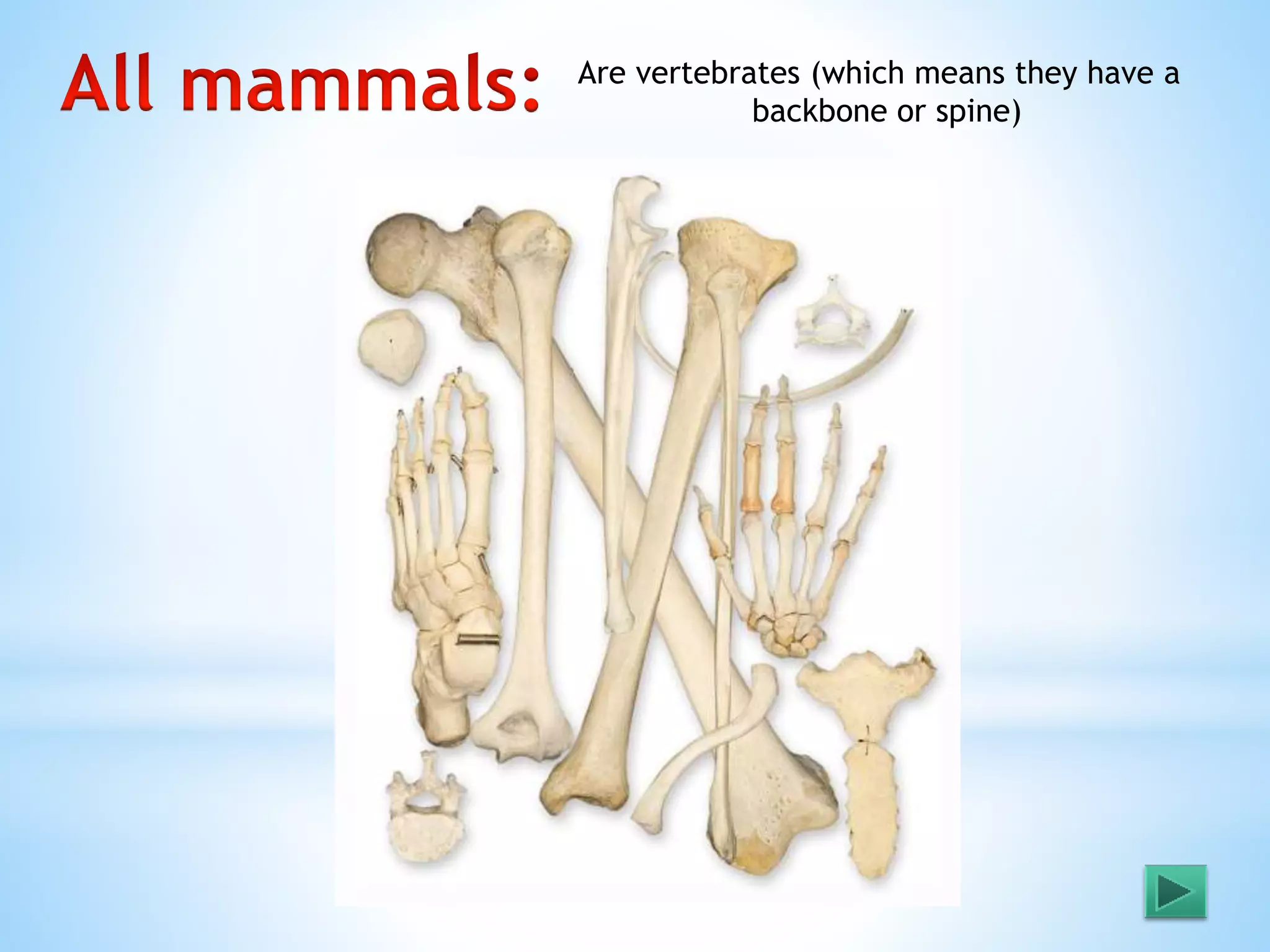 Mammal`s Characteristics | PPTX