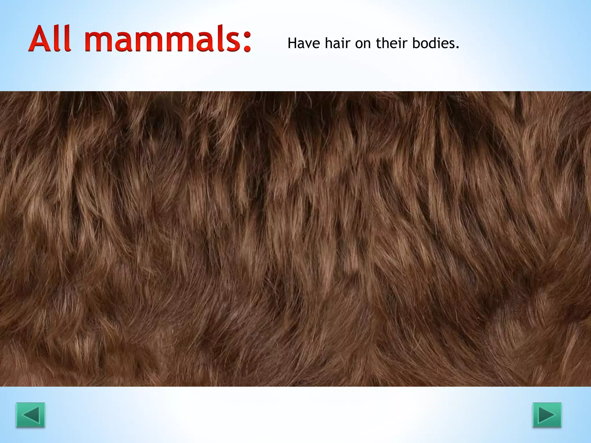 Mammal`s Characteristics | PPTX