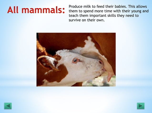 Mammal`s Characteristics | PPTX