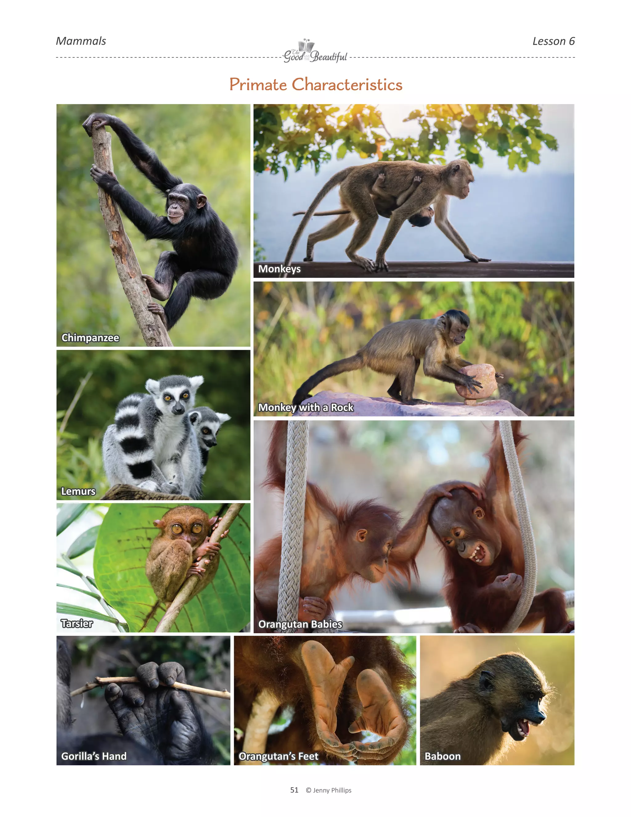Mammals-SAMPLE-1.0.pdf