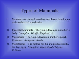 Mammals (1) | PPT