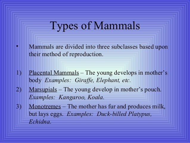 Mammals (1)