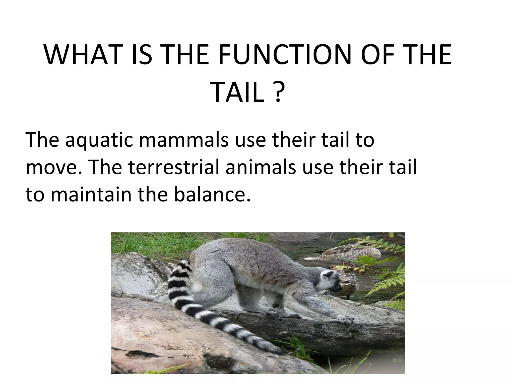 Mammals1 xd | PPT