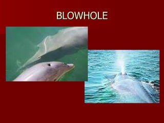 Mammals (Science Grade 5) | PPT