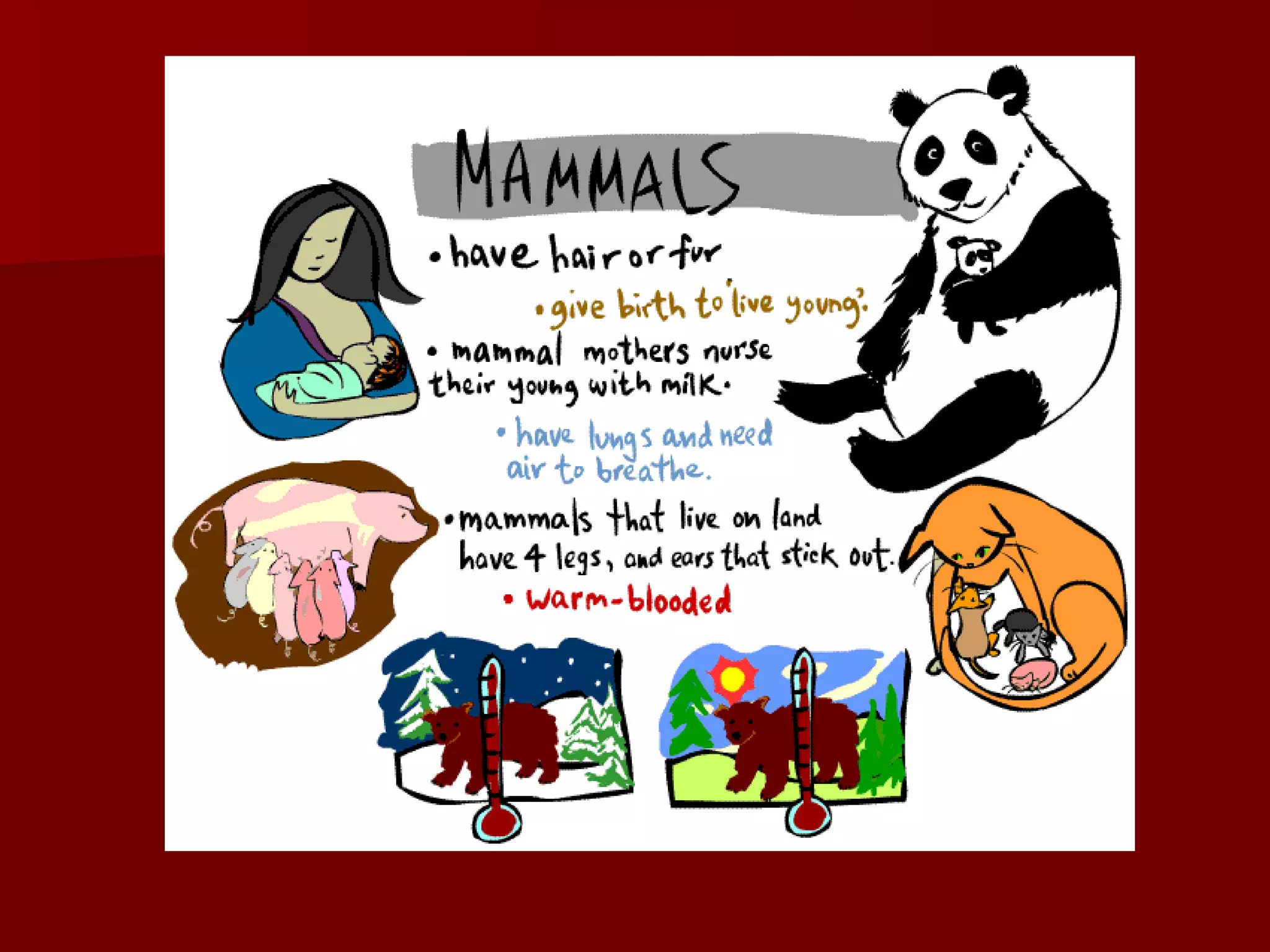 Mammals (Science Grade 5) | PPT