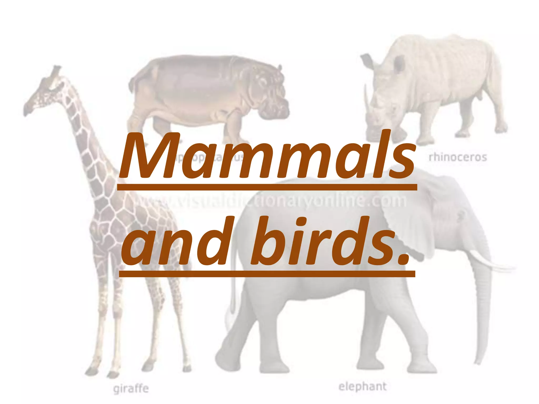 Mammals and birds | PPTX