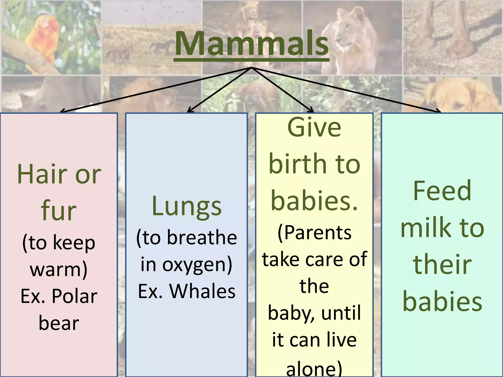 Mammals and birds | PPTX