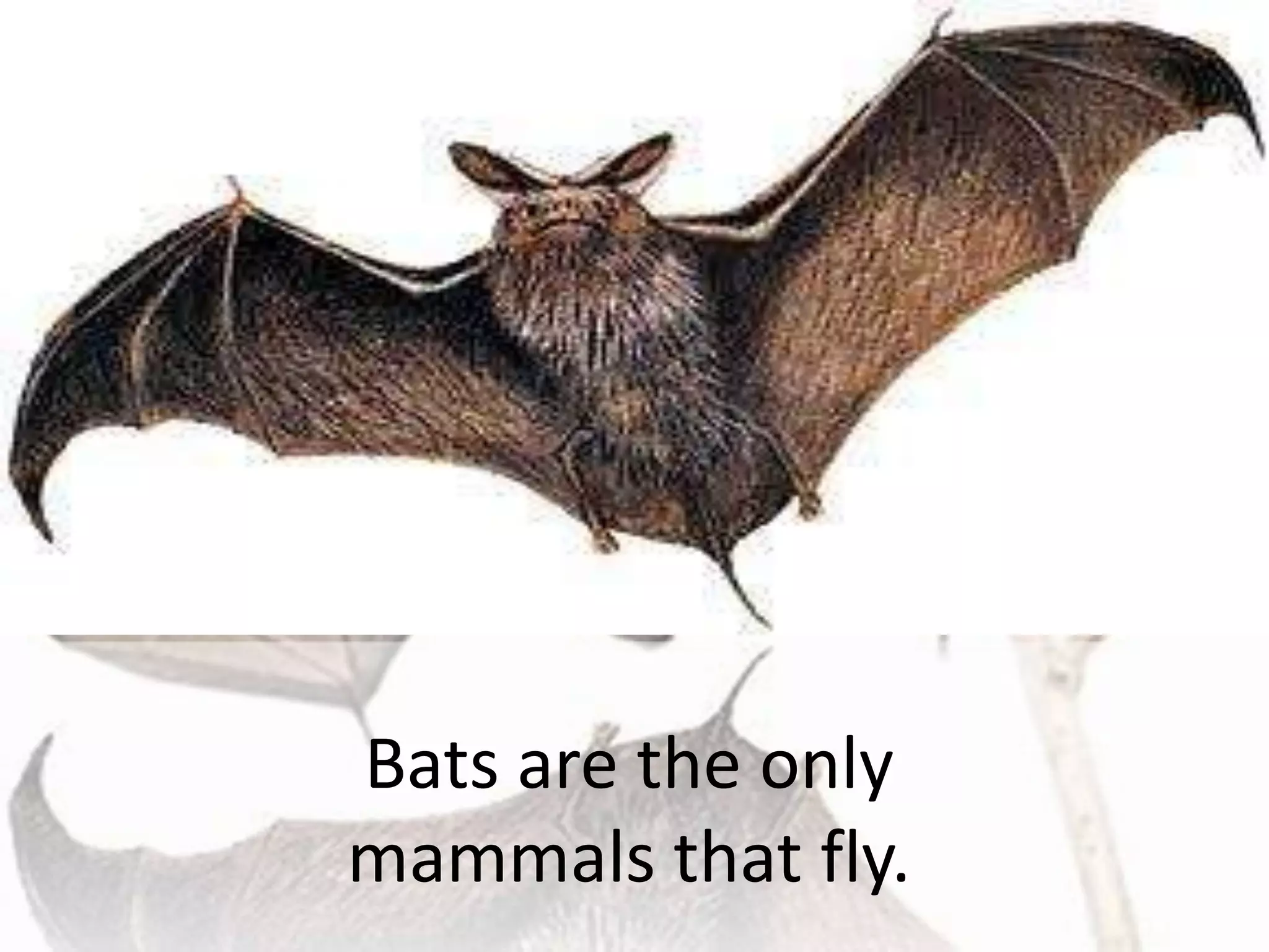 Mammals and birds | PPTX