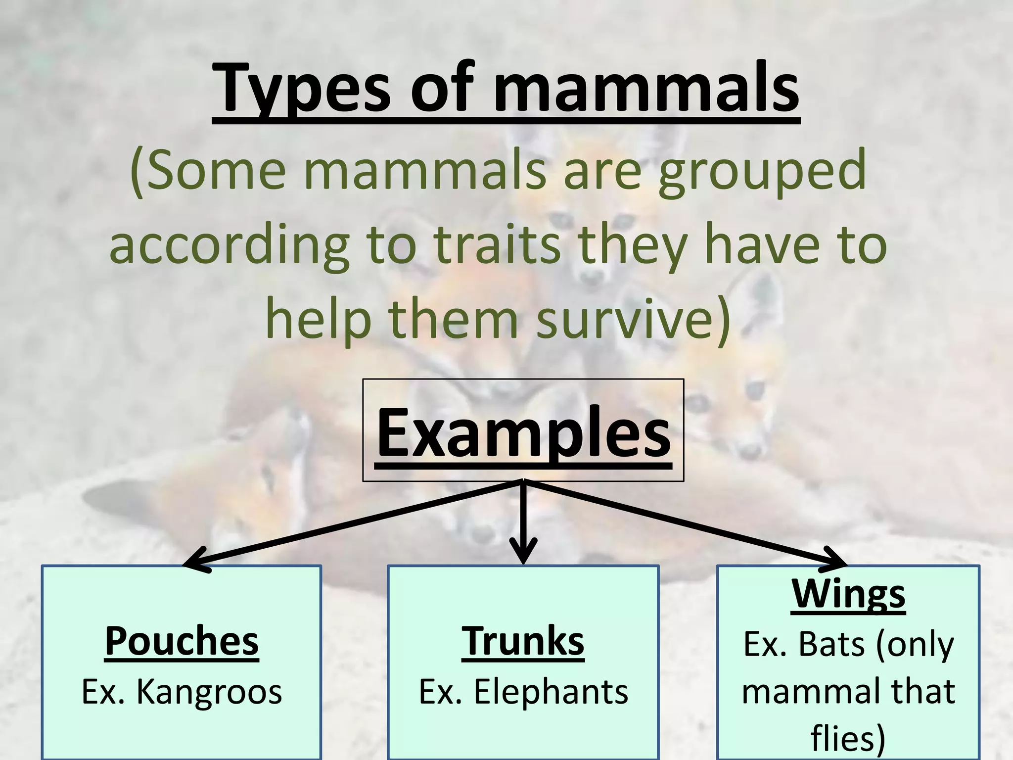 Mammals and birds | PPTX