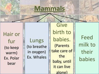Mammals and birds | PPTX