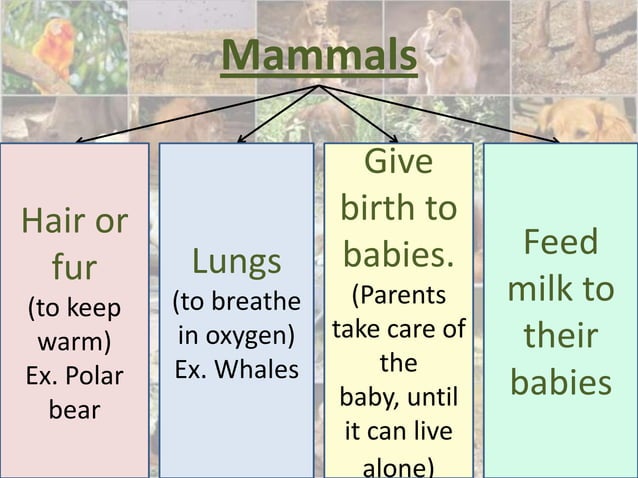 Mammals and birds | PPTX | Birds | Pets