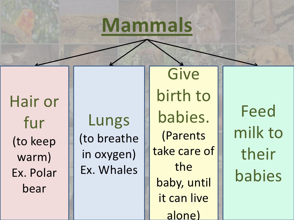 Mammals and birds