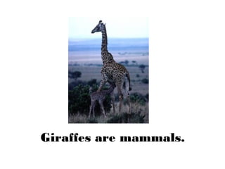 Mammals and birds | PPT