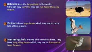 UNIT 4. NATURAL SCIENCE: MAMMALS AND BIRDS | PPTX