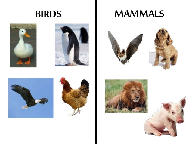 Mammals and birds