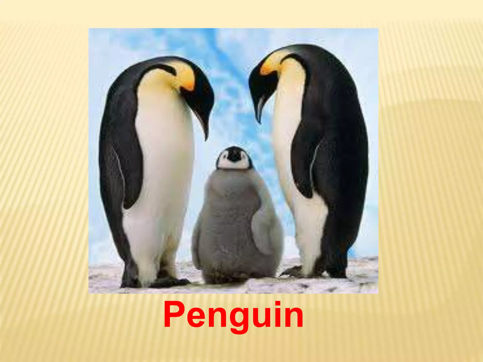 Mammals and birds.ppt