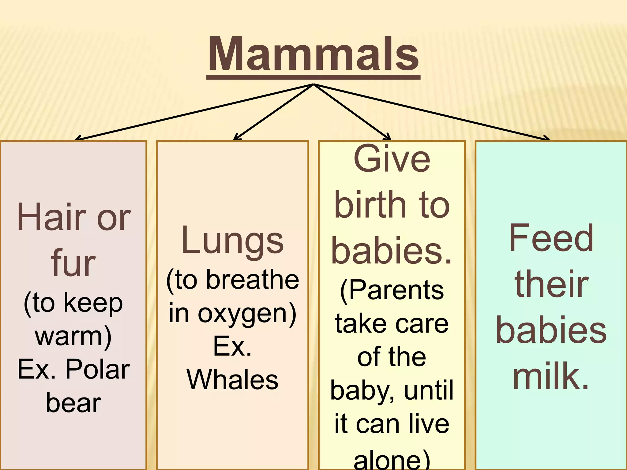 Mammals and birds.ppt