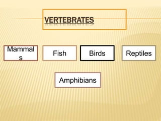 Mammals and birds.ppt