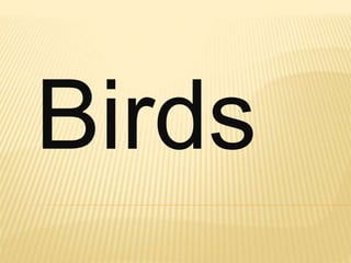 Mammals and birds.ppt