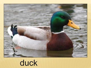 Mammals and birds.ppt | Birds | Pets